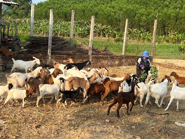 Quảng Ngãi: Tín dụng chính sách góp lực đổi thay miền biển Đức Phổ